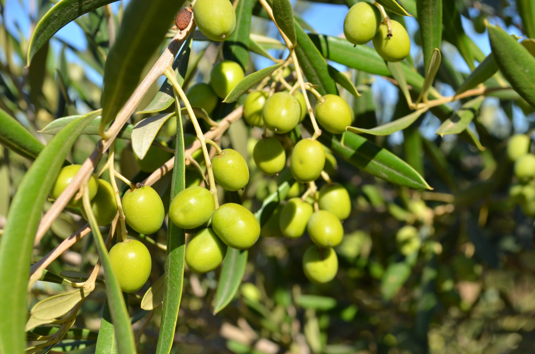 Ultra Pure Extra Virgin Olive Oils - North Conway Olive Oil Company